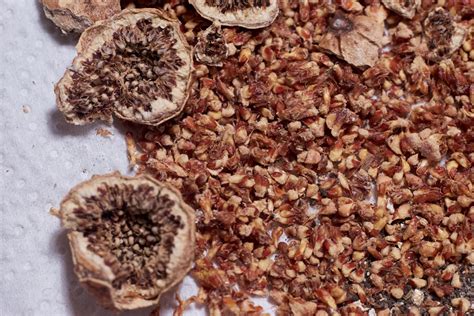 Growing Ficus Macrophylla From Seed Happymisadventures