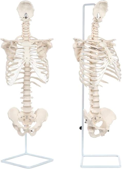 Vertebral Column With Rib Cage Anatomy Model Life Size 52 Off