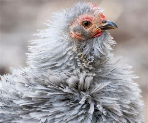 Frizzle Chicken Breed Information Poultry Care Sunday