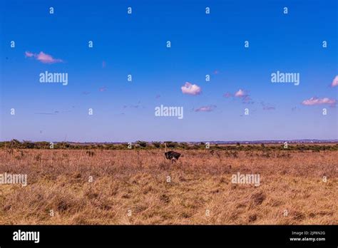 Nairobi National Parks Kenyas Capital City County Ostriches Are Large