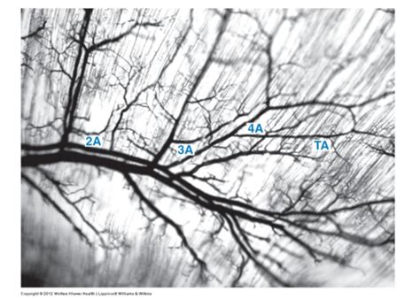 46 Microcirculation Structure And Function Flashcards Quizlet