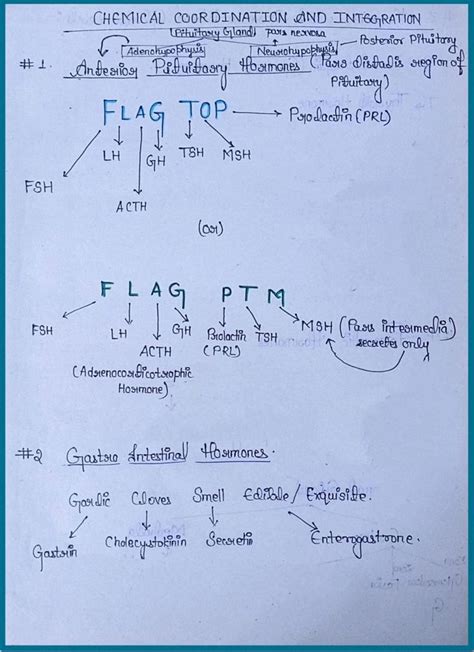 Chemical Coordination And Integration Class 11 Biology Neet Shop