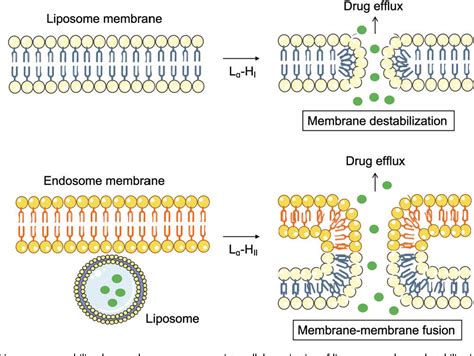 Figure 32 From Stimuli Responsive Liposomes For Drug Delivery
