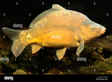 Leather Carp