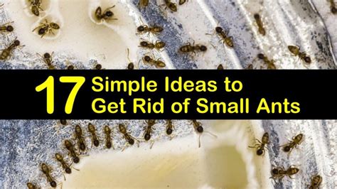 17 Simple Ideas To Get Rid Of Small Ants
