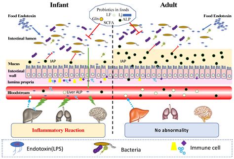 Bacterial Cell Endotoxins