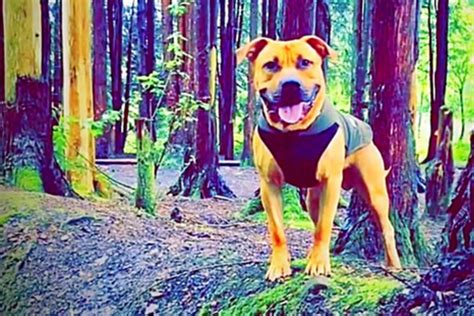 Hund beißt Herrchen beim Sex Jetzt soll Hank eingeschläfert werden