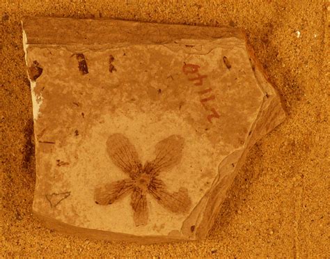 Astronium Truncatum Florissant Fossil At Yale Peabody Museum Copy