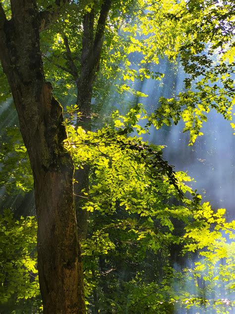 집 밖의 가벼운 경치 경치가 좋은 고요한 광선 광합성 그늘 나무 나무 껍질 나무 둥치 나뭇잎 녹색 무성한 봄 산림 풍경 산소 삼림지대 생명