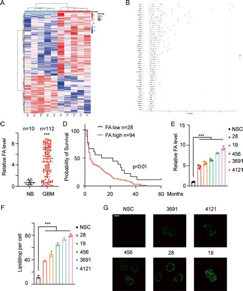 Foxm1 通过 Set7 H3k4me1 Fasn 轴维持脂肪酸稳态cell Death Discovery X Mol
