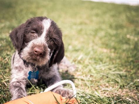 10 German Wirehaired Pointer Pros And Cons What To Know Before Getting One Hepper