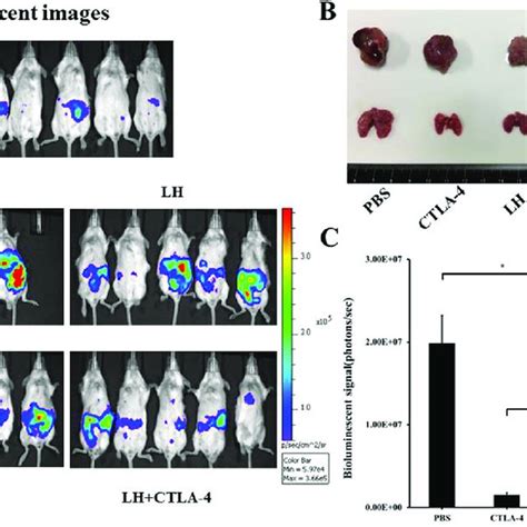 The Frequency Of Cd8 Cd44 Cd62l− Effector T Cells In Peripheral Download Scientific Diagram