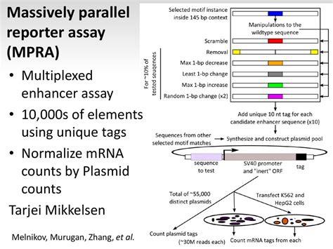In Collaboration With Mikkelsen Lab Ppt Download
