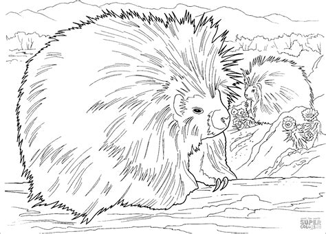 Porcupines Coloring Pages Coloringbay