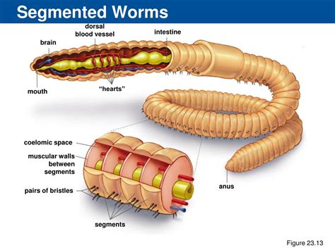 Ppt Animals Powerpoint Presentation Free Download Id5739848