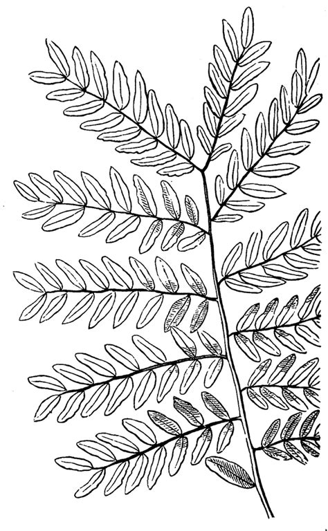 Double Compound Leaf