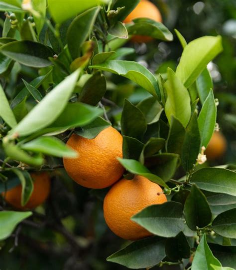 Cppc Redseal Quality