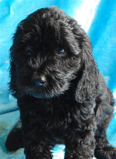 Labradoodle Pitbull Mix 142 Best Images About The Love Of Dogs On