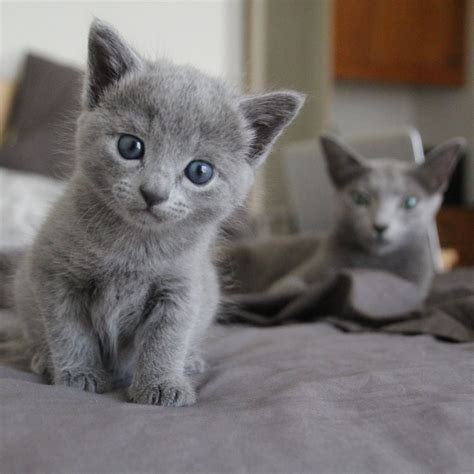 Purebred Russian Blue Kittens The Epitome Of Elegance Artofit