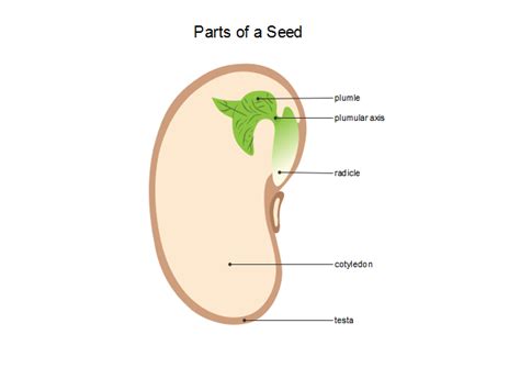 Diagram Of Bean Seed Beans Seed Germination Time Temperature
