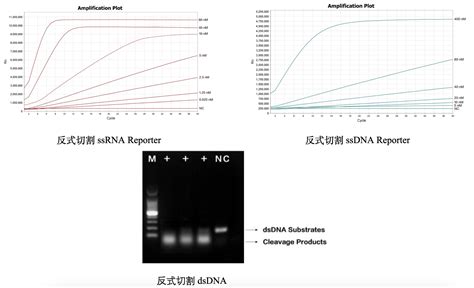 32122 Sucas12a2 Nuclease 规格 图片 属性 上海吐露港生物科技有限公司