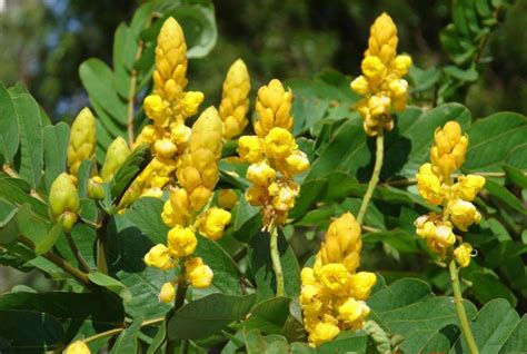 Cassia Alata Candlestick Golden Shrub Or Tree 30 Seeds Perennial
