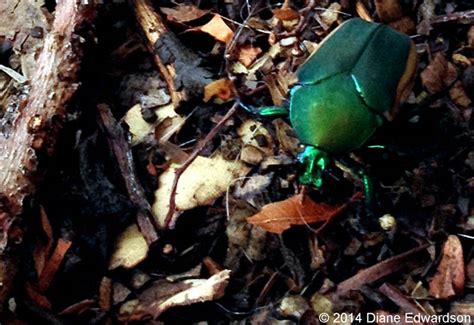 Figeater Beetle All You Need To Know About This Flying Green Beetle
