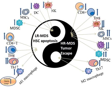 Frontiers The Yin Yang Of Immunity Immune Dysregulation In