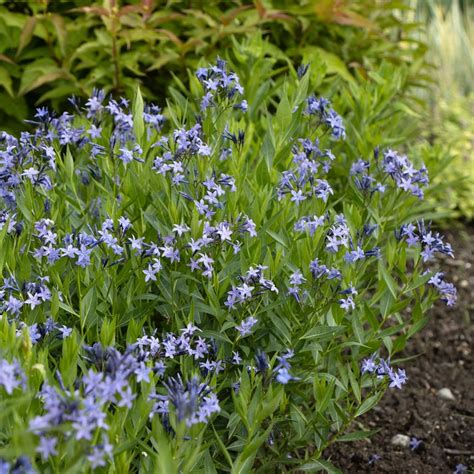 Blue Star Flower Farm