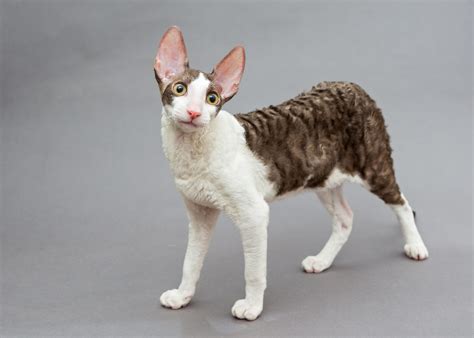 Cornish Rex Cat Breed Information