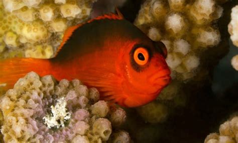 Flame Hawkfish Care Guide Are They For You Salt Tank Report