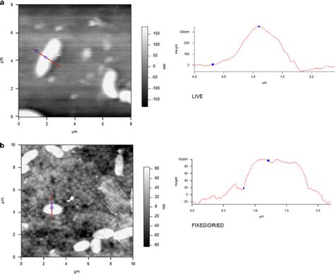 Live And Formalin Fixed Dried Heterotrophic Bacteria Atomic Force Download Scientific Diagram