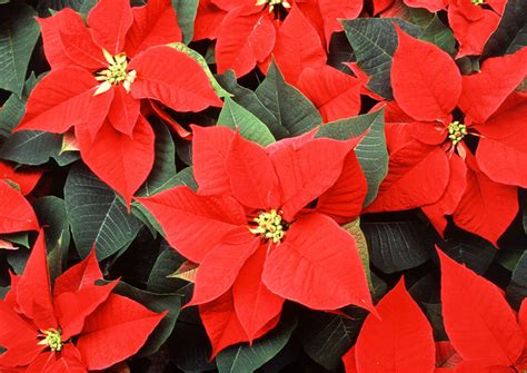 Foto Julestjerner Gratis Bilder Bilde 20508