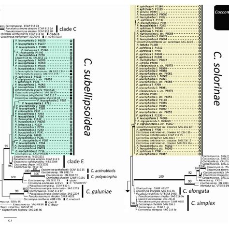Coccomyxa Its Maximum Likelihood Phylogeny Thick Branches Represent