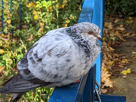 Borb Being A Borb Rborb