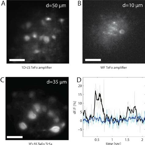 Ca Imaging Of Acute Mouse Brain Slices At Various Imaging Depths