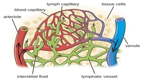 Peripheral Vascular Systempptx