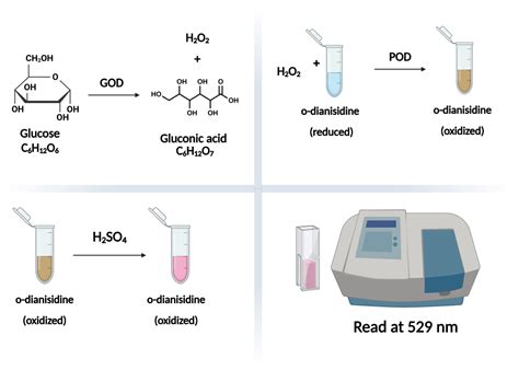 Bergmeyer Glucose Quantification For Microbiological Samples