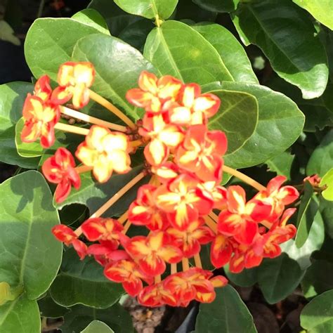 Pokok Bunga Ixorasiantanjejarum Hawaii