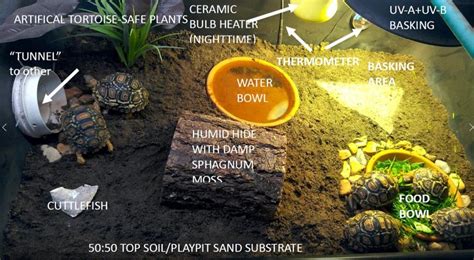 Tortoise Setup Guide Enclosure Heating Uvb And Habitat Essentials