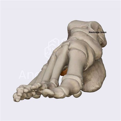Cuboid Bone Skeleton Of The Lower Limb Lower Extremity Anatomy