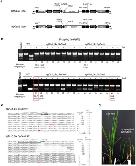 Sacas9 Induced Mutation In Rice A Expression Construct For Sacas9 Download Scientific