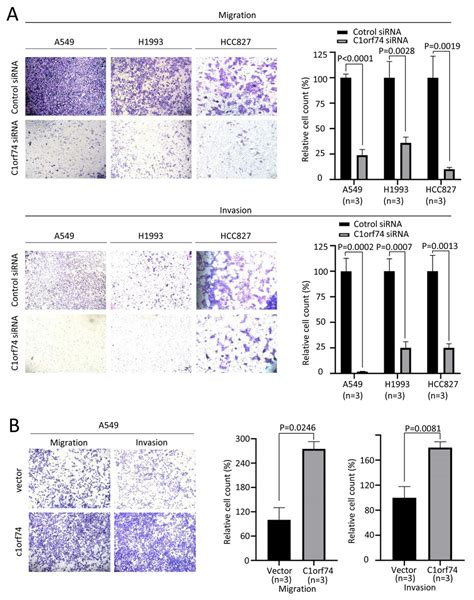 C1orf74 Positively Regulates The Egfr Akt Mtorc1 Signaling In Lung Adenocarcinoma Cells [peerj]