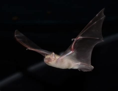 Northern Yellow Bat Austin Bat Refuge