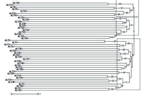 dendrogram of a alternata isolates based on rapd markers using upgma