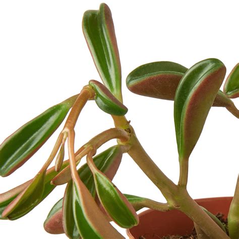 Peperomia ‘ruby Glow Green Thumb Nursery