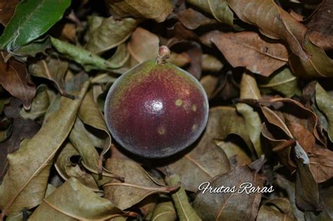 Jabuticaba Peluda Do Mucuri Plinia Sp