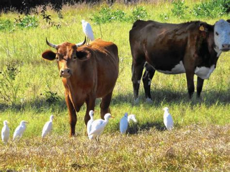 What Is The Relationship Between Cattle Egret Birds And Cattle Birdful