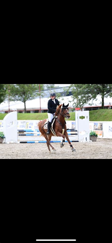 Sonstige Rassen Stute 13 Jahre 145 Cm Fuchs In Bad Fischau Brunn