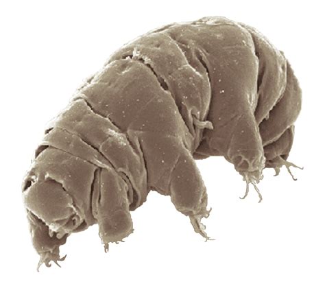 Filesem Image Of Milnesium Tardigradum In Active State Journalpone